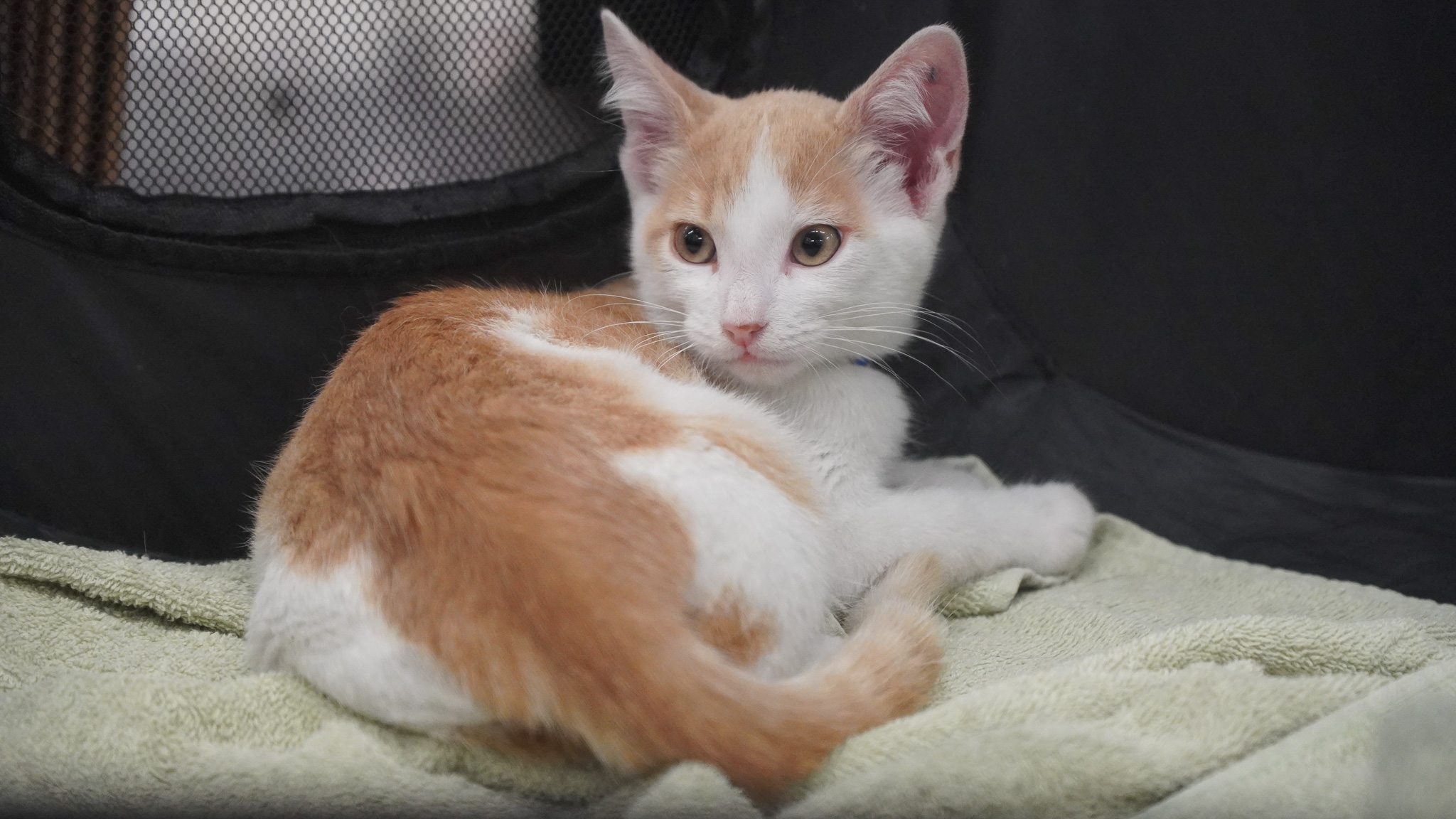 Trump pardons former Mets great Darryl Strawberry on past tax evasion ...