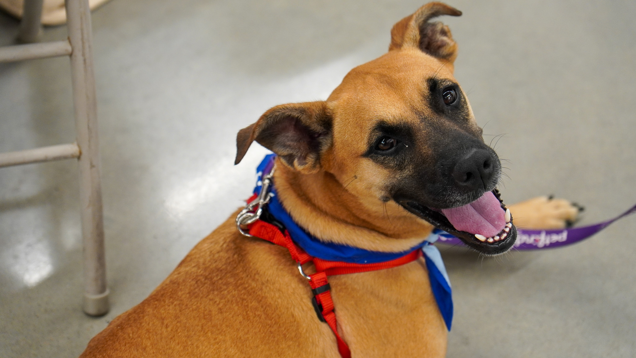 Laredo pet adoption event this Saturday at both Petco stores