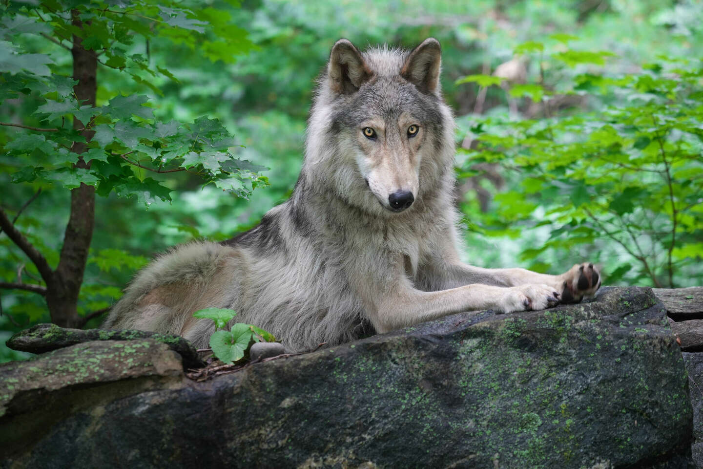 Advocates push for NY bill aimed at protecting wolves