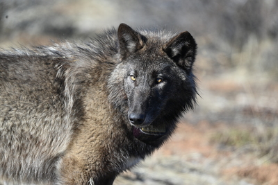 California has three new wolf packs