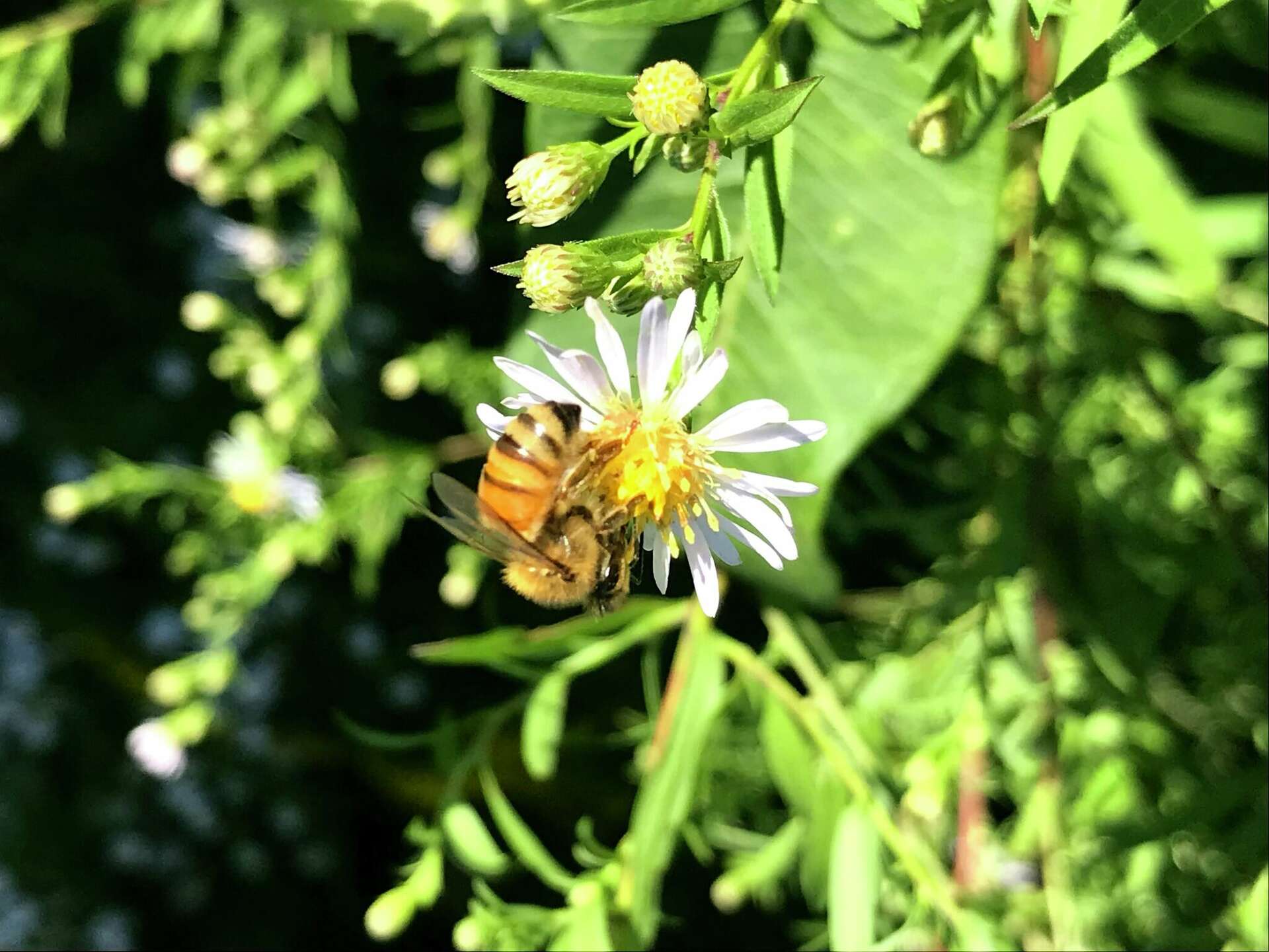 The most comprehensive list of Connecticut bees ever