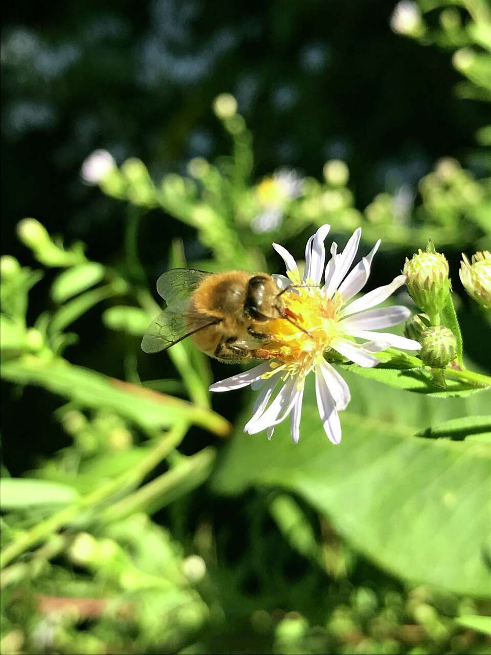 The most comprehensive list of Connecticut bees ever