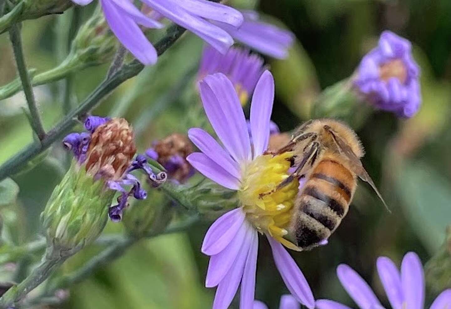 The most comprehensive list of Connecticut bees ever