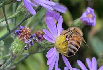 The most comprehensive list of Connecticut bees ever