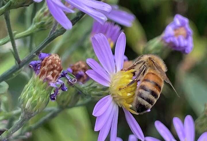 The most comprehensive list of Connecticut bees ever