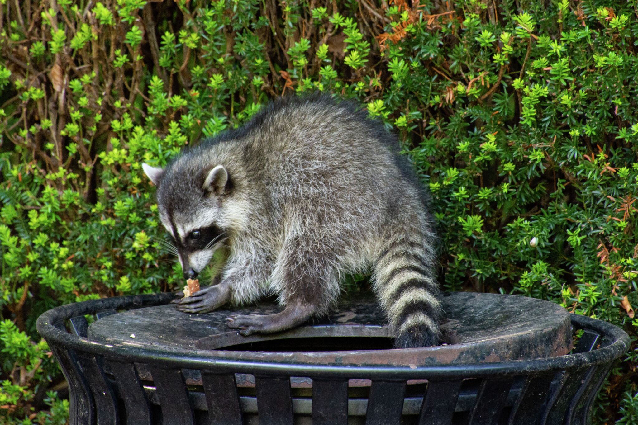 Raccoon in Meriden tested positive for rabies, health department says