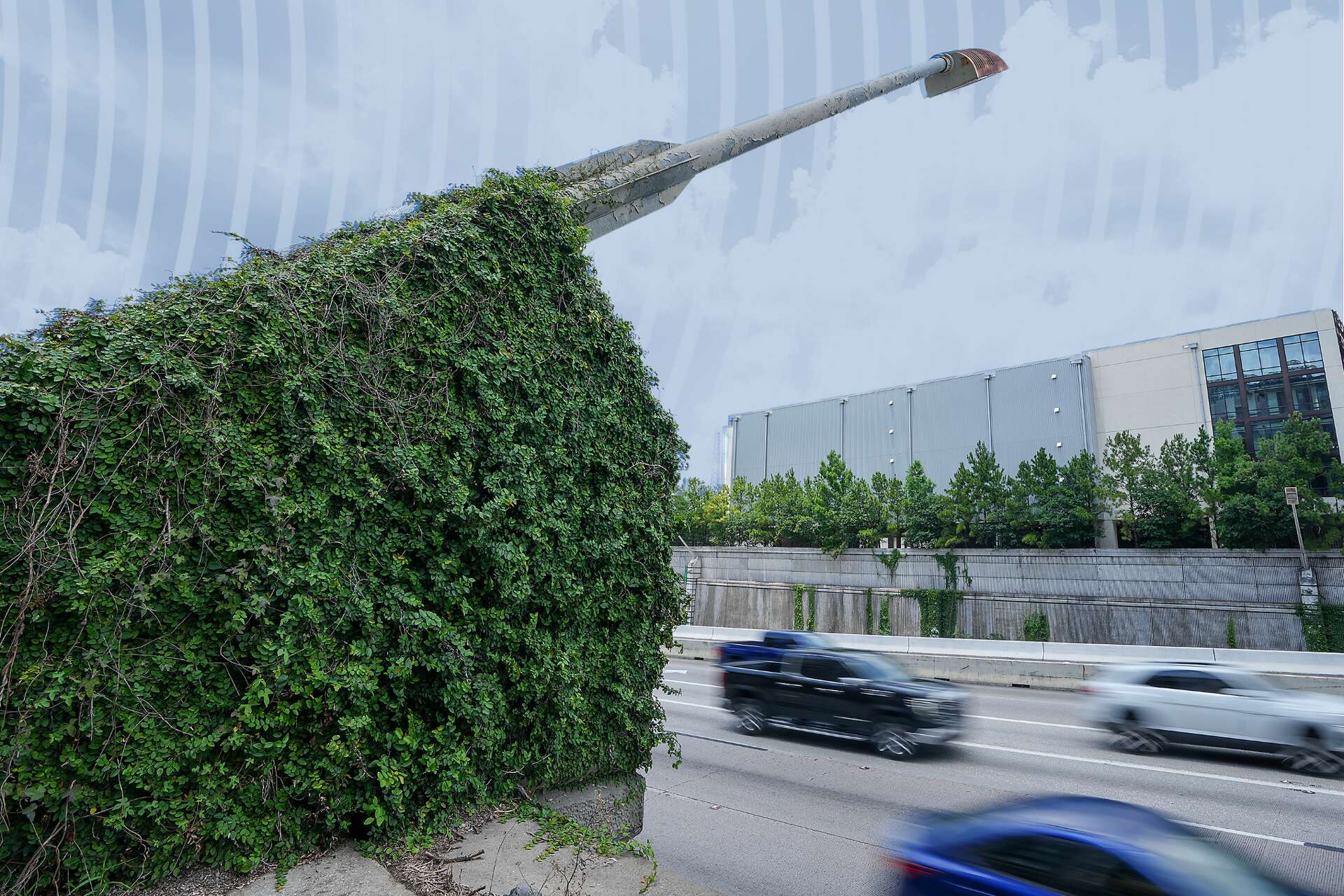 Why creeping vines thrive along Houston’s US 59 freeway