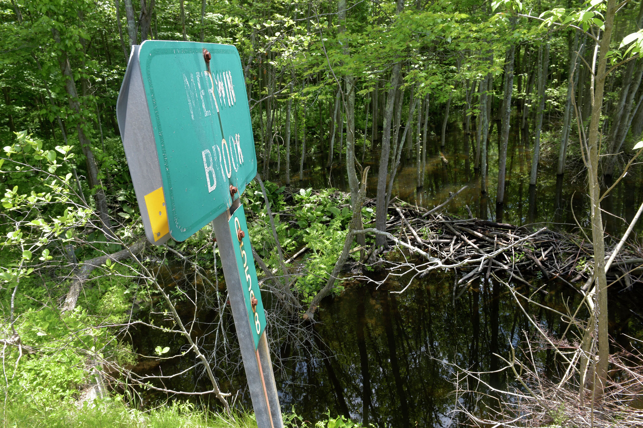 Brookfield to install a 'beaver deceiver' to stop dam flooding