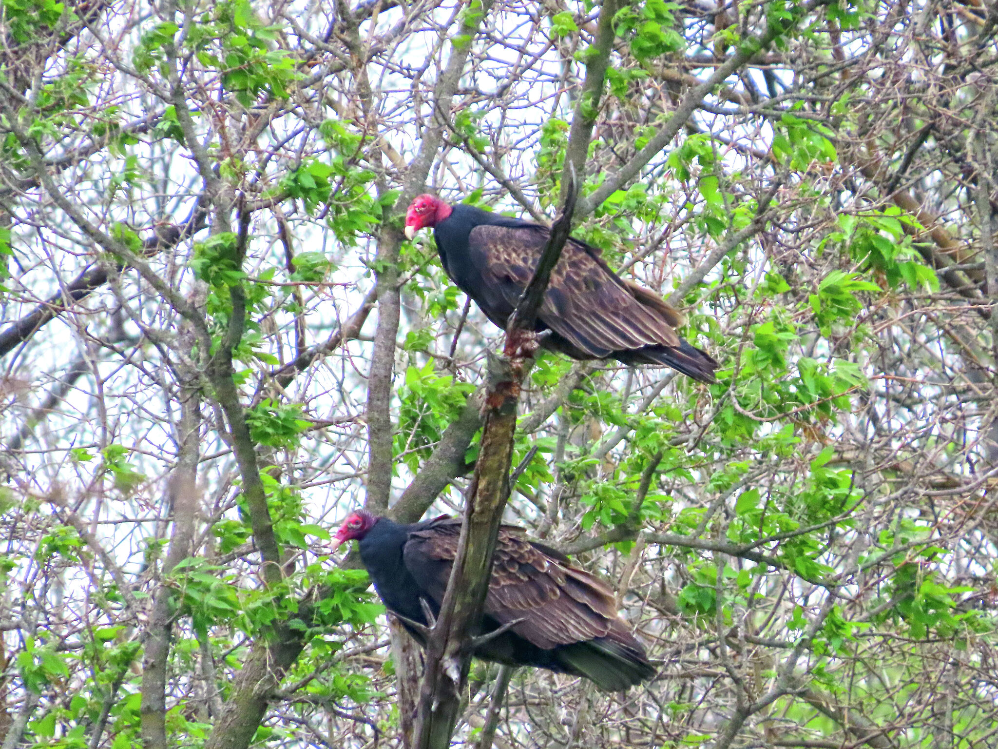 Dust storm warning issued as portion of Interstate 72 at zero visibili