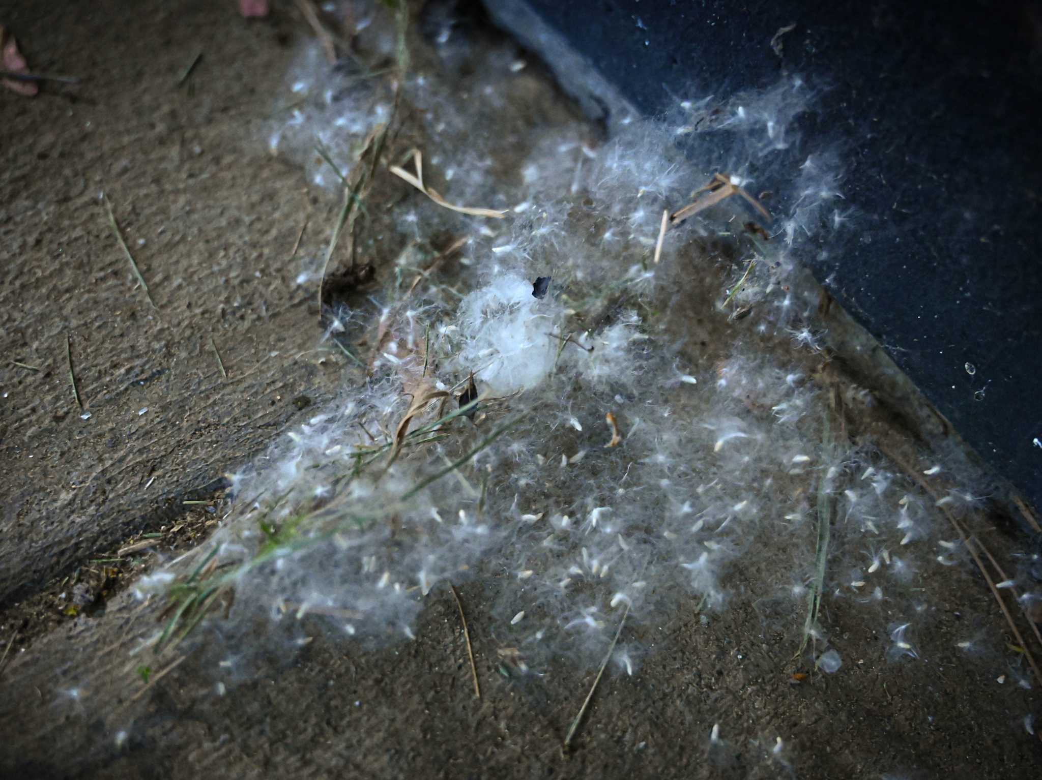 Spring allergy season worsened in upstate New York by heavy rain