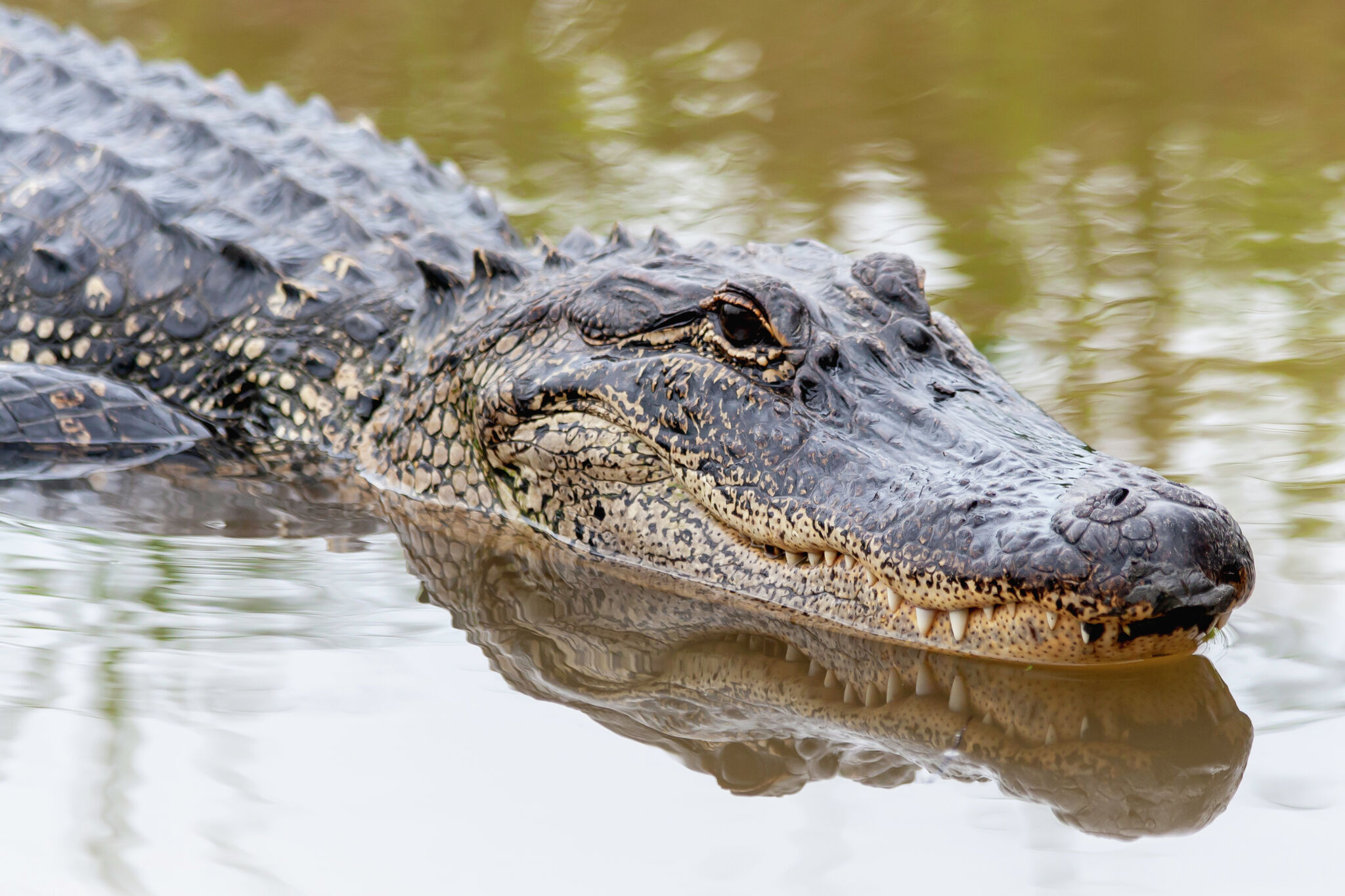 What are the odds of seeing alligators in Austin lakes?