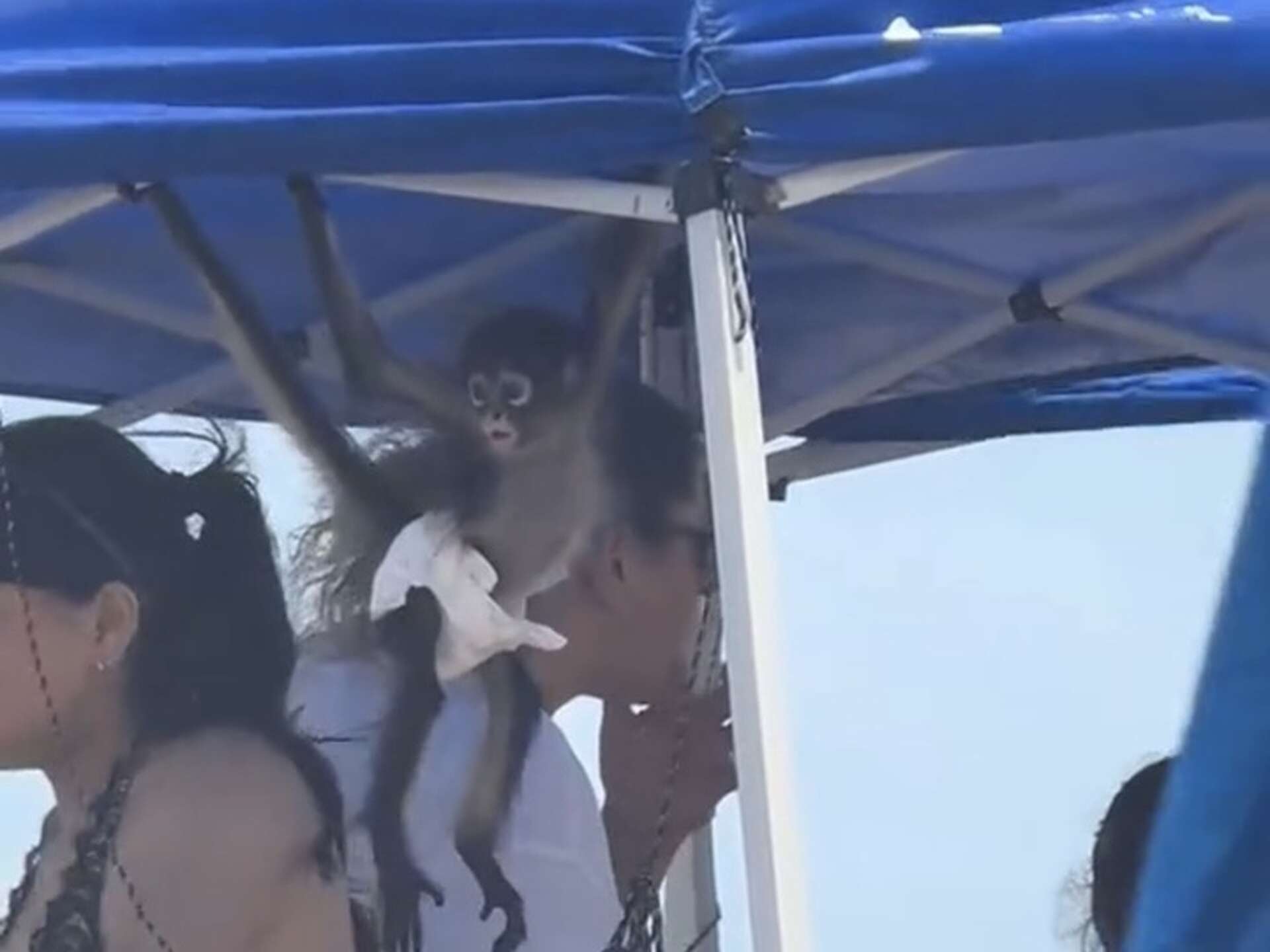 Viral video shows rare baby monkey sighting at South Texas beach