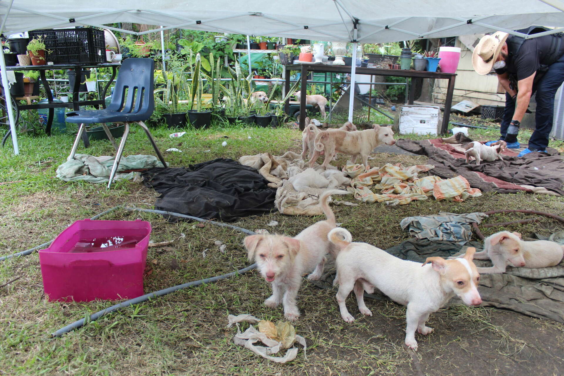 Houston SPCA rescues 70 dogs from unsafe conditions at Pasadena home