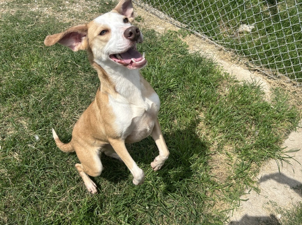 Pet of the Week: Meet Simone the smiley dog at Beaumont Animal Care