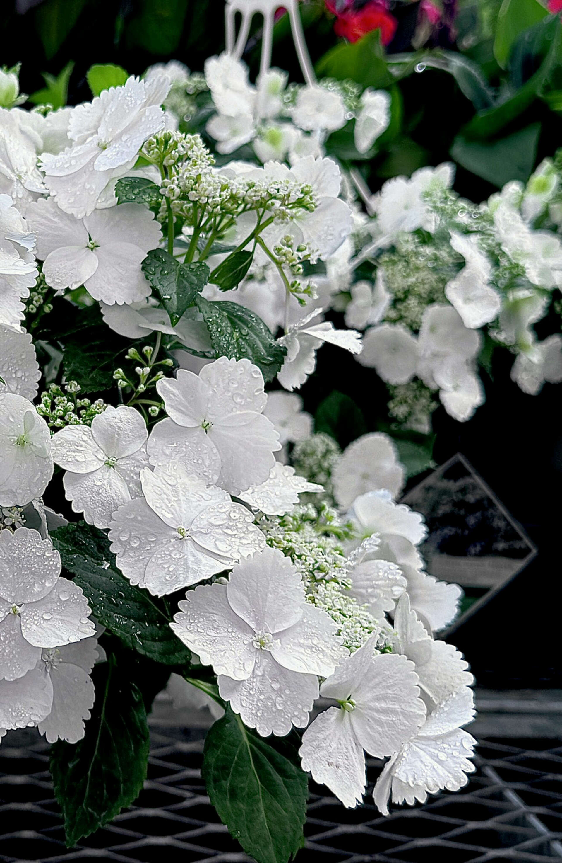 Fairytrail Bride Cascade Hydrangea is the new Instagram gardening star