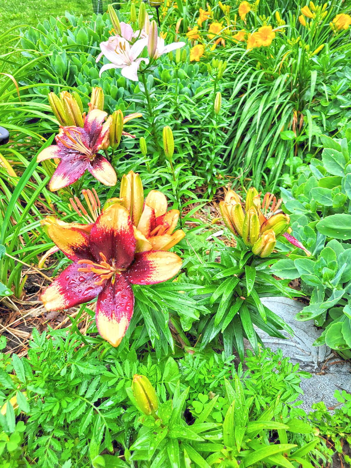 Reader photo: Lovely lilies