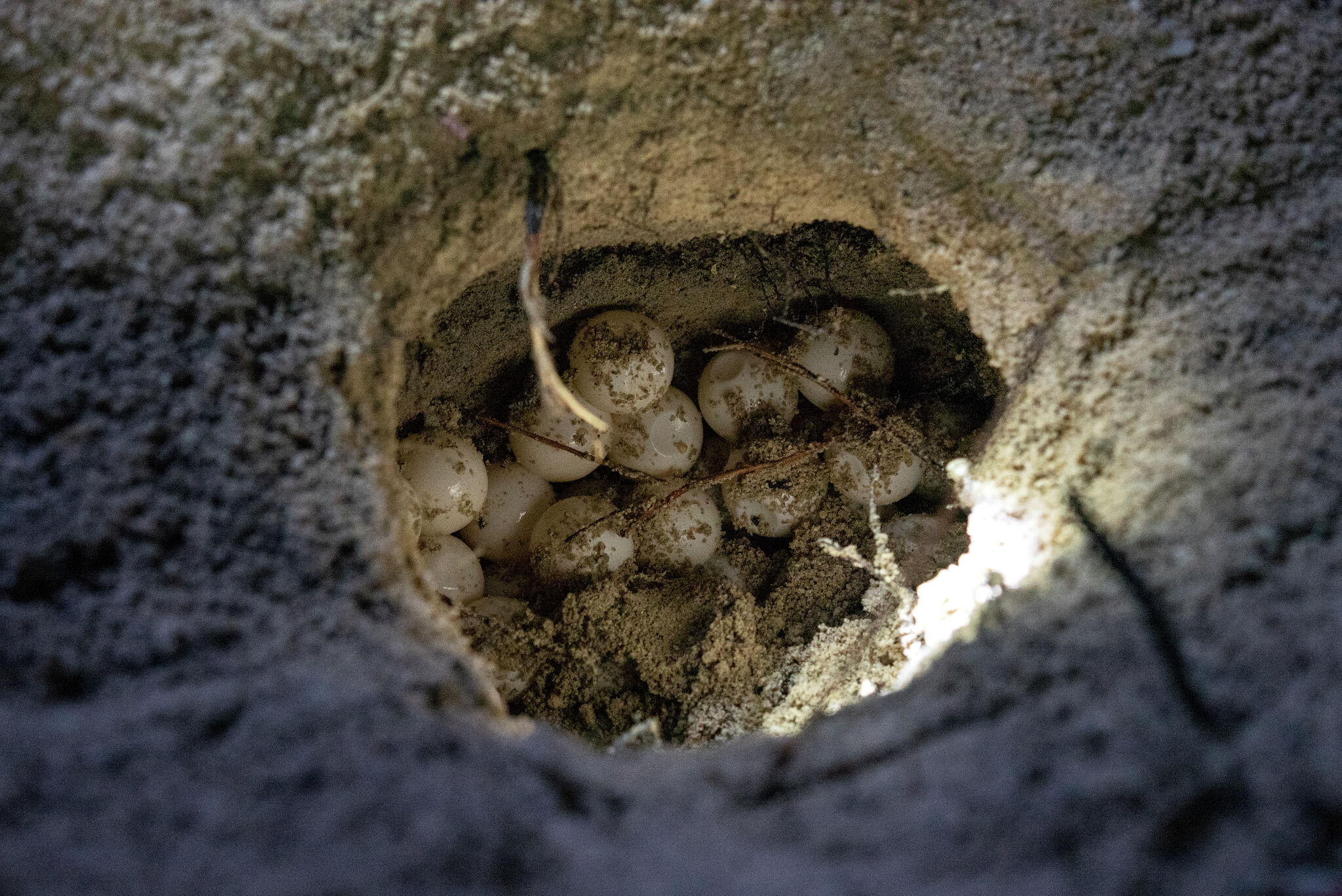 Kemp’s ridley sea turtle nests on Surfside beach, caught on camera