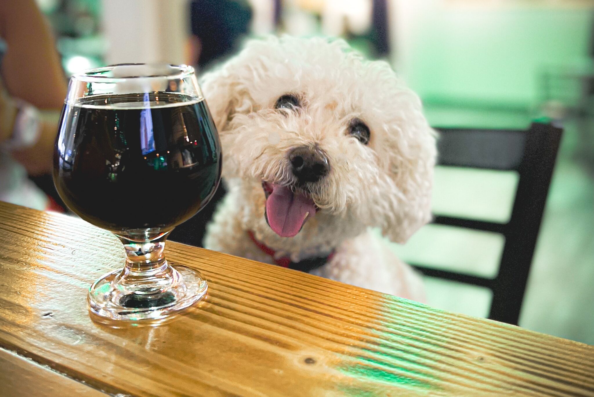 Top dog-friendly bars in Michigan to visit with your pup