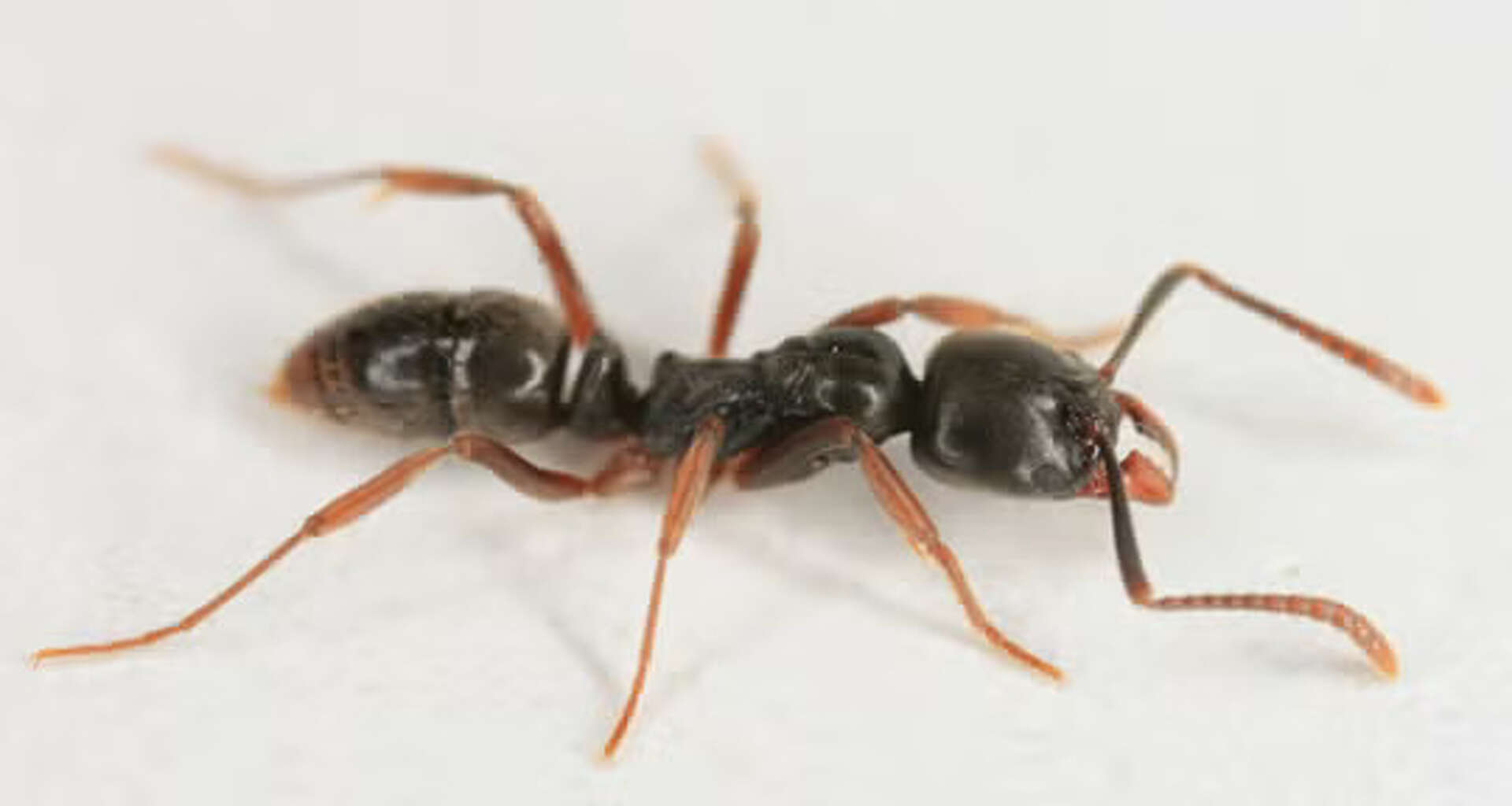 New ant found in Texas can sting and disrupt entire ecosystems