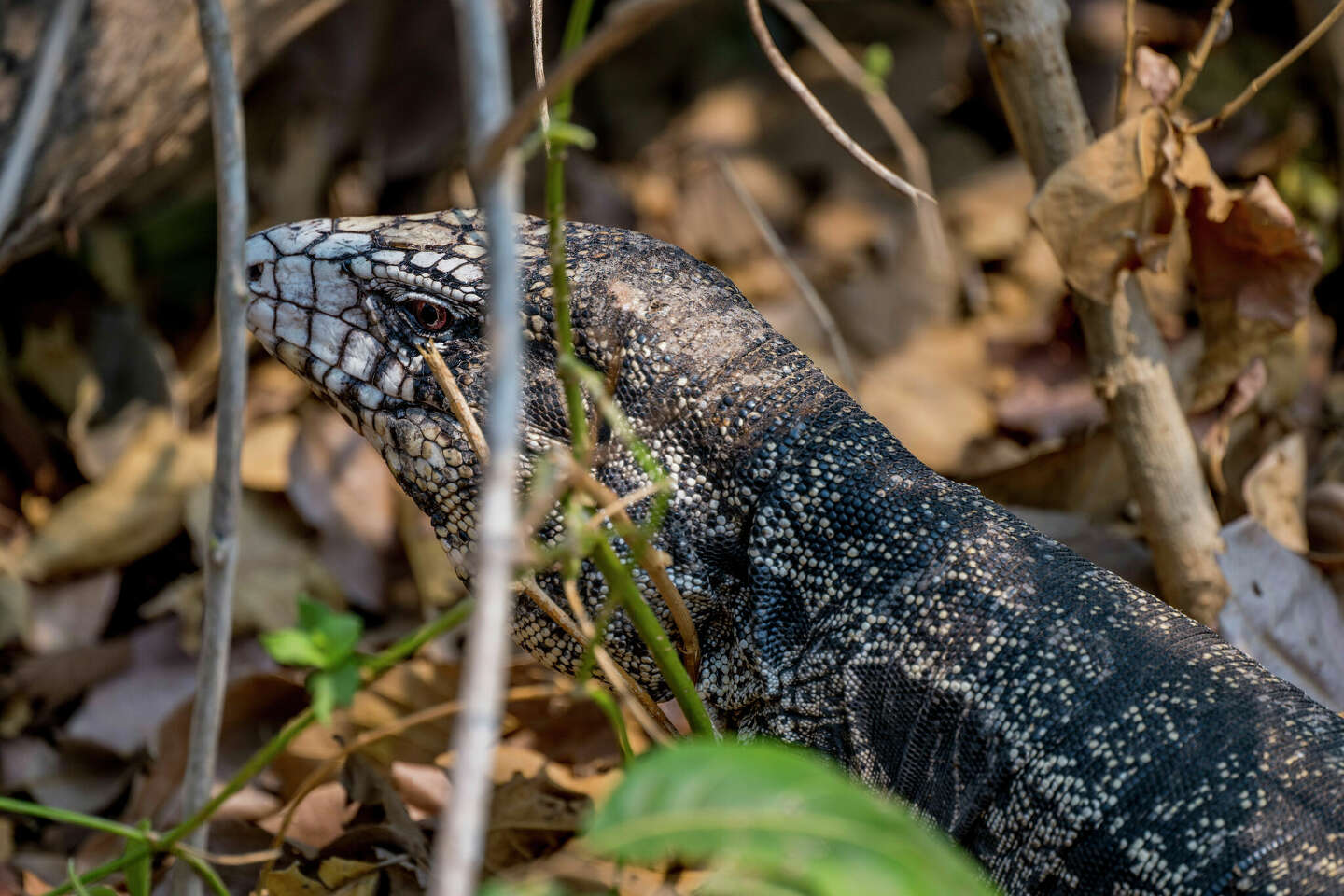 Giant invasive lizard on the loose in Bay Area park, officials say