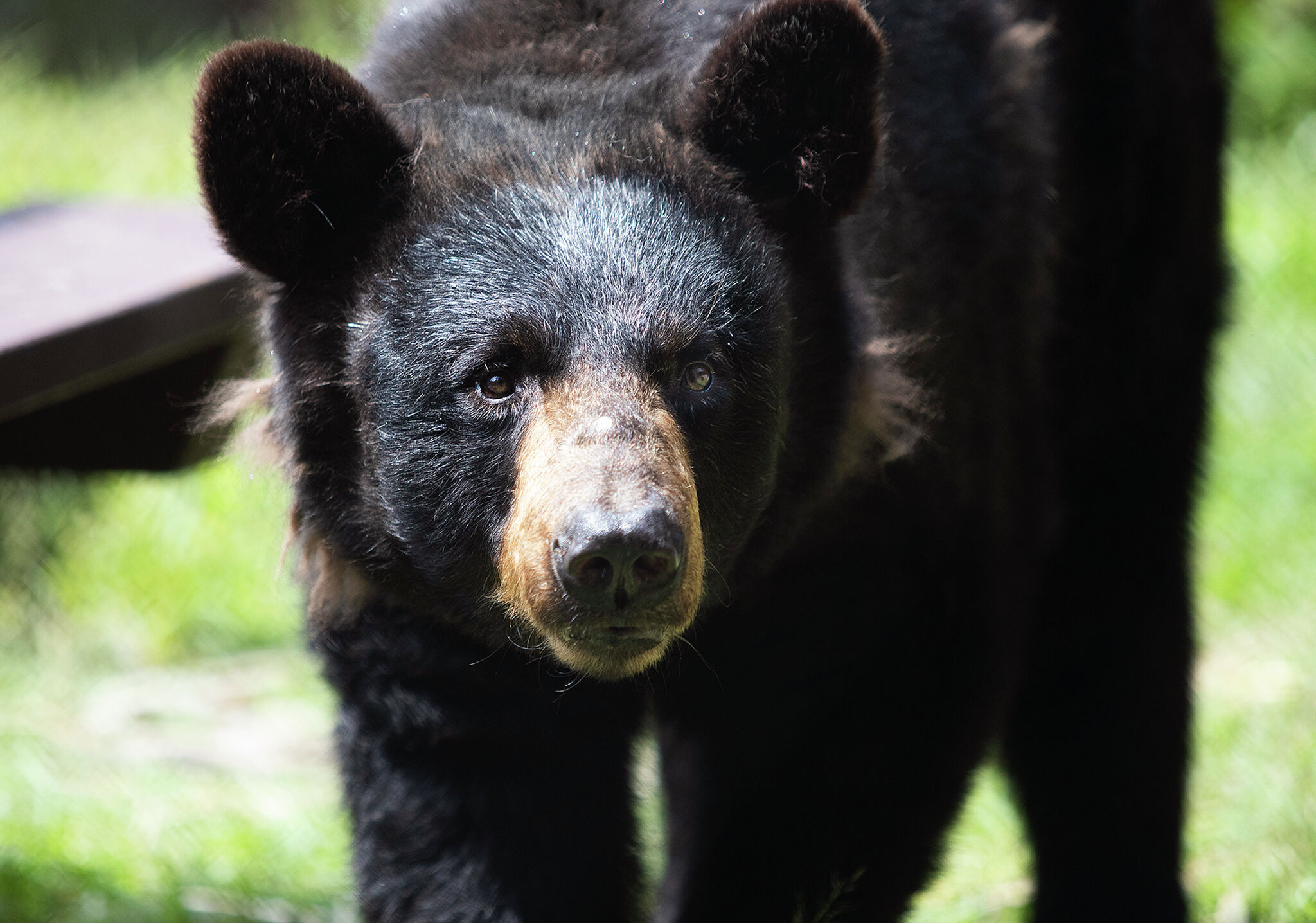 Late-night visitor in a Texas town turns out to be a bear