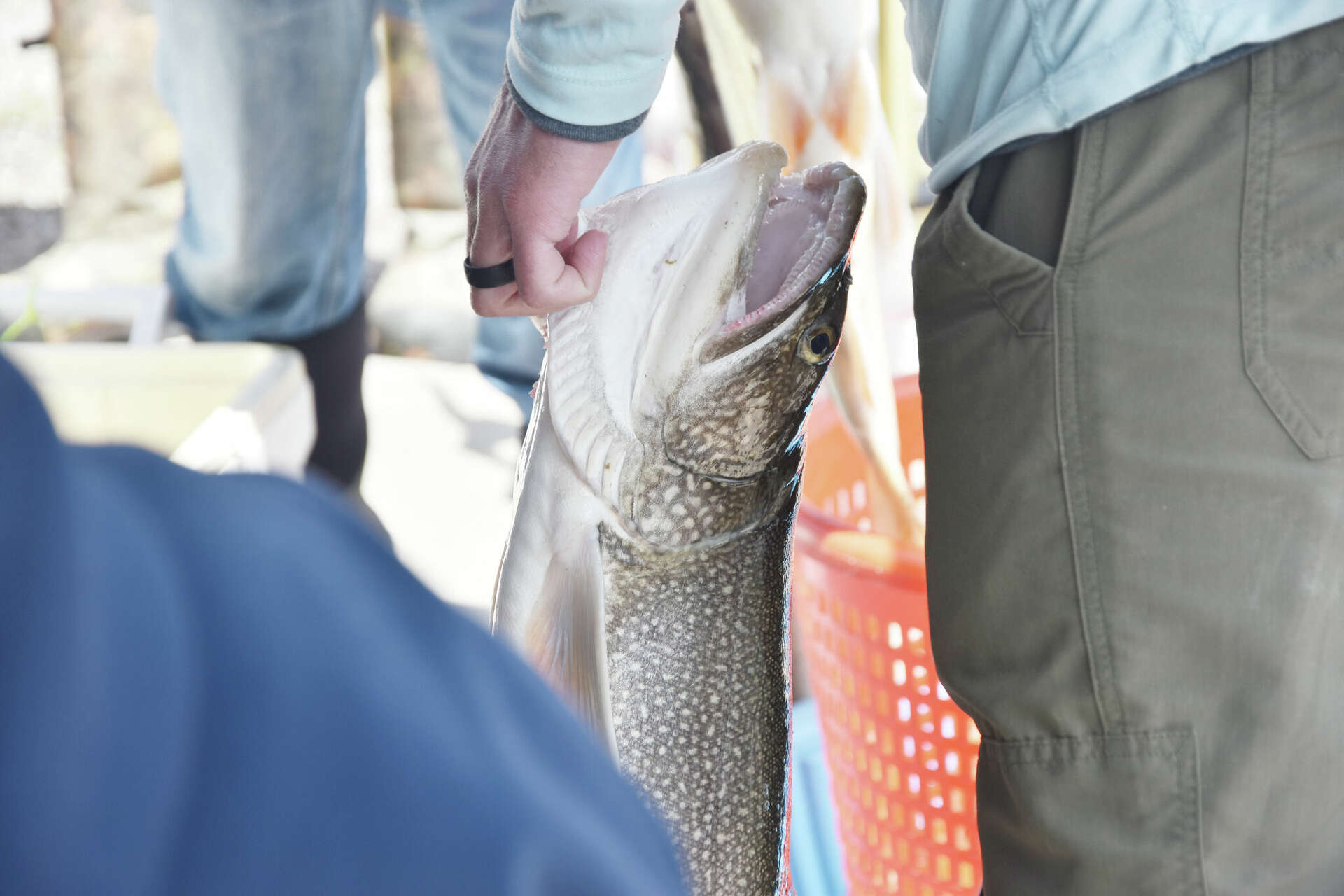 Updated fish safety guide released for northwest Michigan fishing