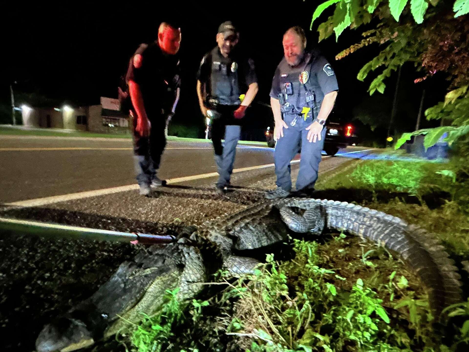 9-foot alligator found roaming Texas streets