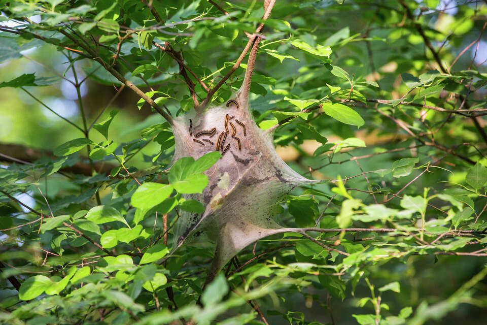 Spongy moth control tips for summer 2025