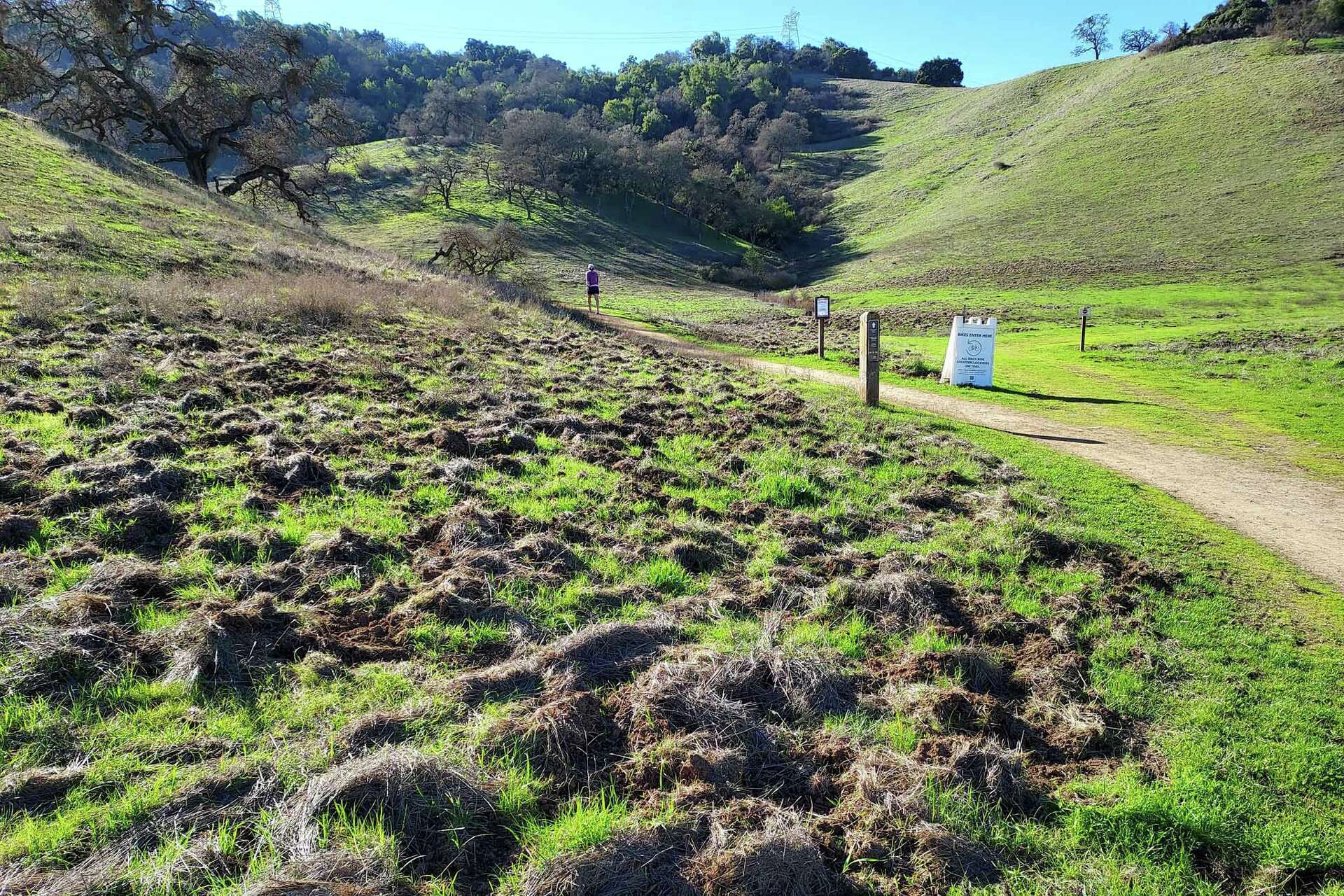 200-pound wild pigs overtake California parks