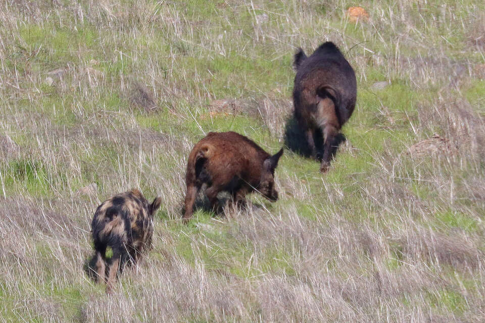 200-pound wild pigs overtake California parks
