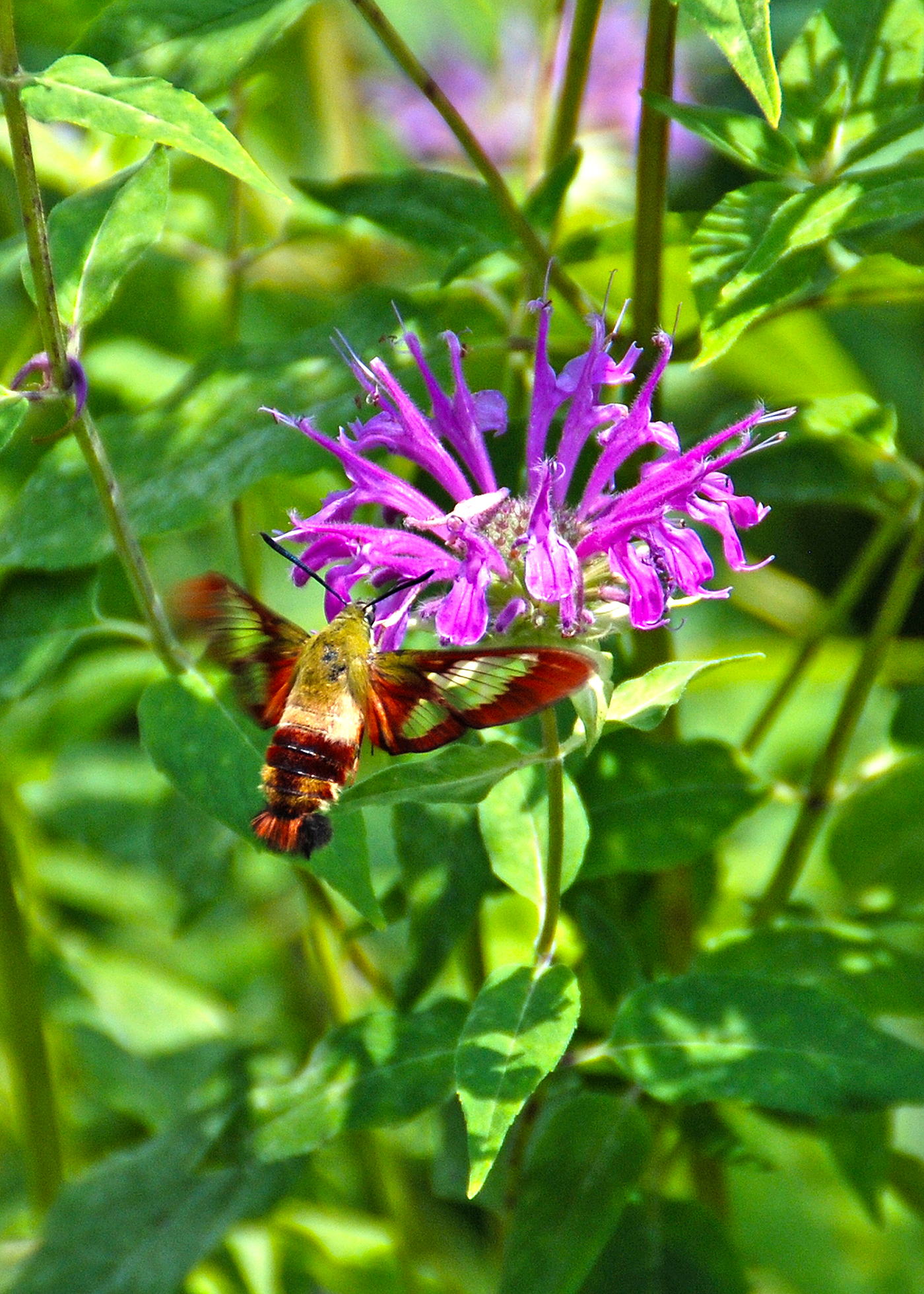 How to create and maintain a pollinator garden