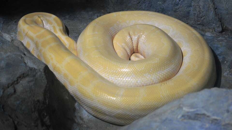 Video: Animal control captures 15-foot python in TX neighborhood