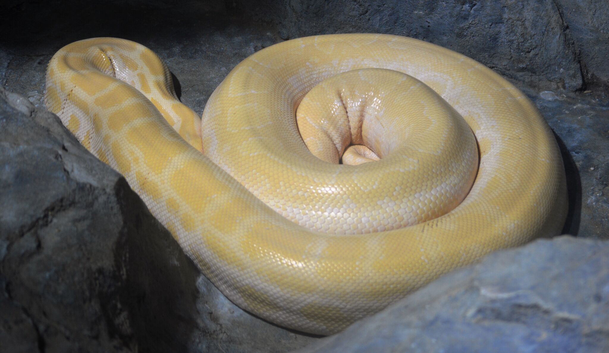 Video: Animal control captures 15-foot python in TX neighborhood