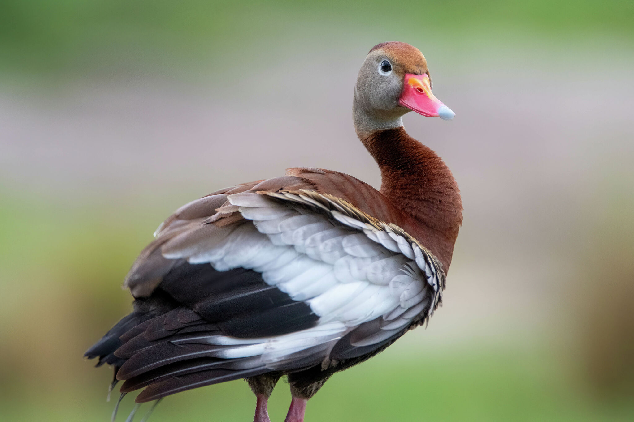 Black-bellied whistling ducks spotted in CT. 'Interesting phenomenon.'