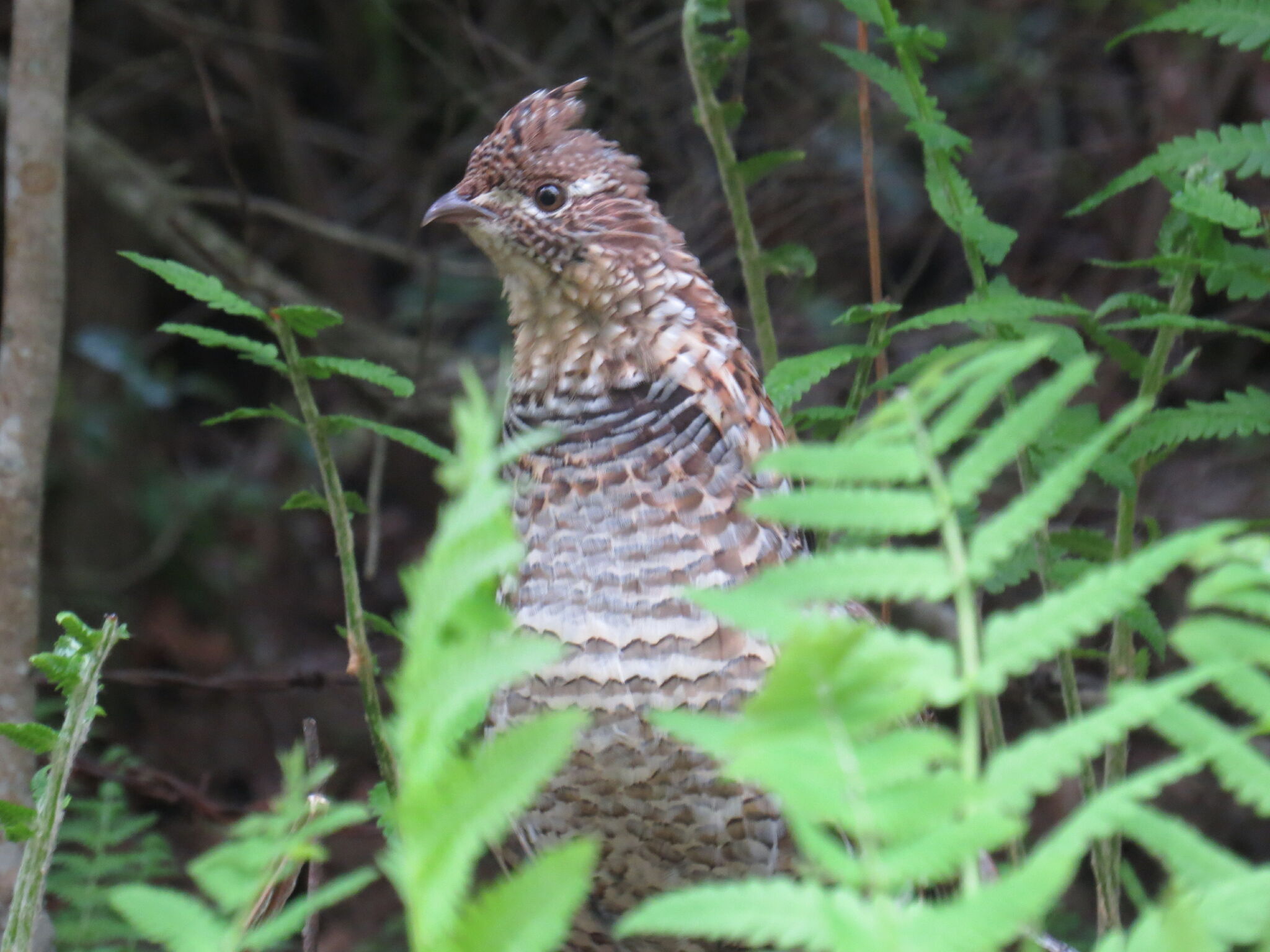 CT sightings of ravens are rising while ruffed grouse are declining
