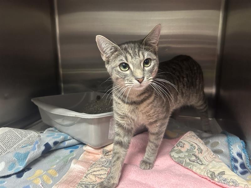 A cat named Heather is looking for a home