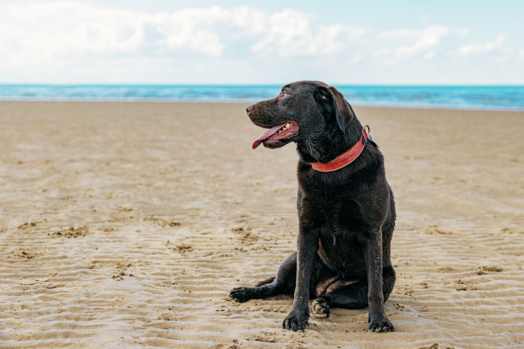 5 tips to keeping your pets safe this summer