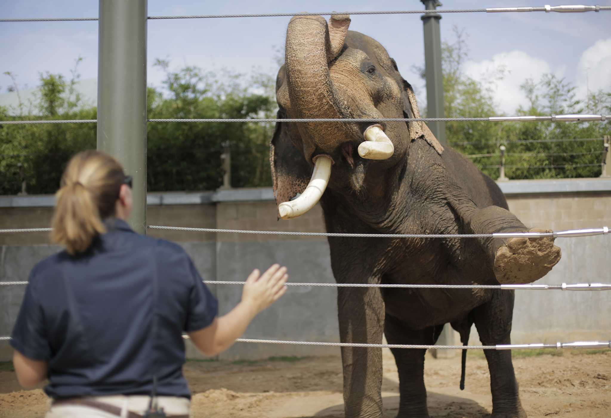 Houston Zoo to throw birthday party for Thai the elephant