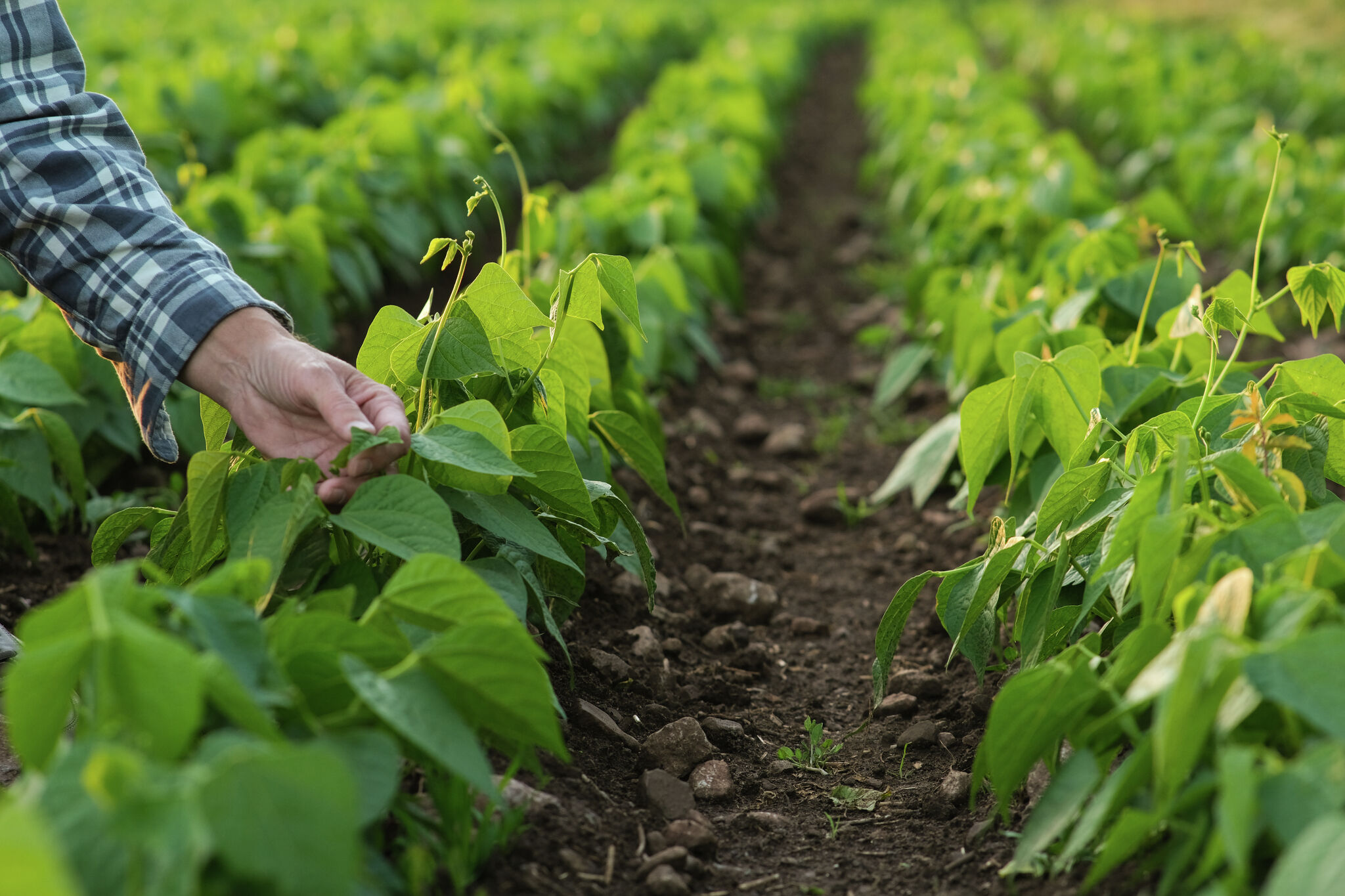 Illinois Soybean Association sets 2025 board elections