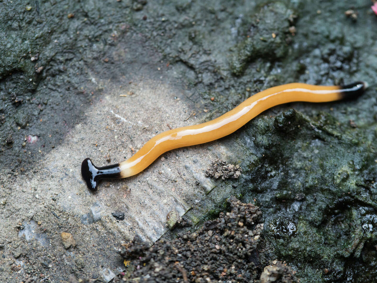 Hammerhead worms in Texas: Toxic invader returns after heavy rains