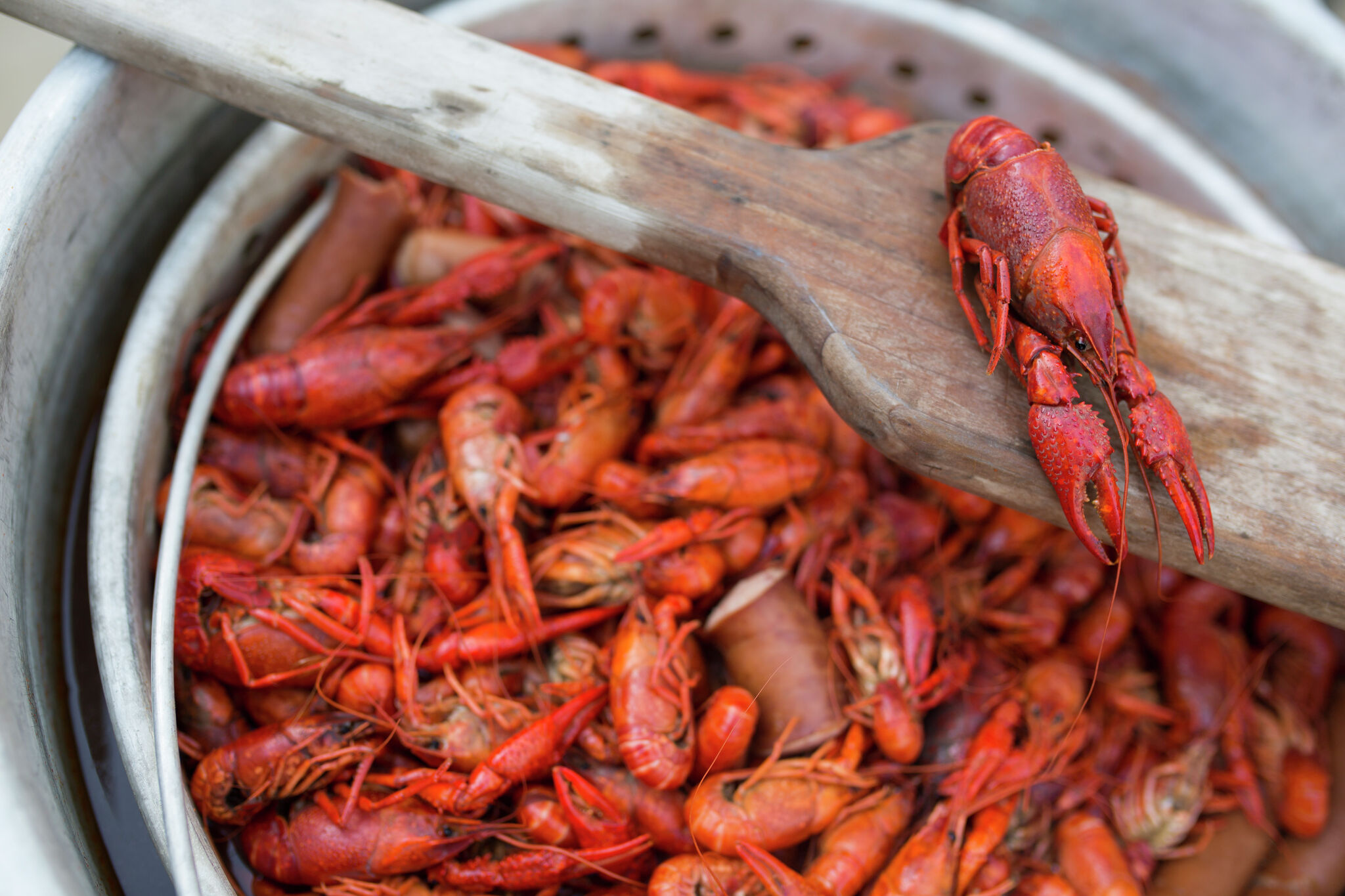 Crawfish season extended after record-breaking 2025 harvest
