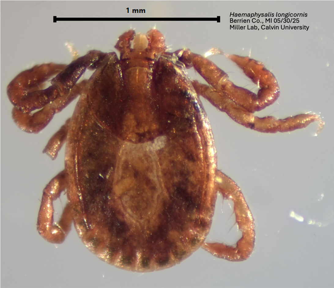 Asian longhorned tick found in Michigan for first time