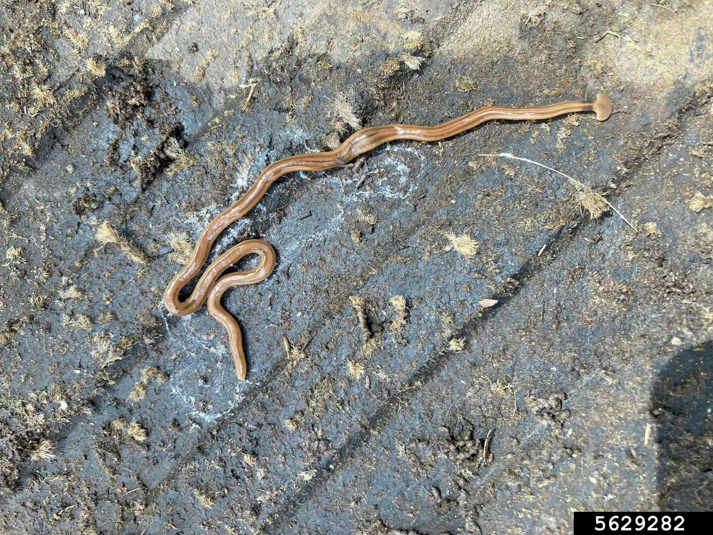 Toxic, invasive hammerhead flatworms resurfacing due to heavy rainfall