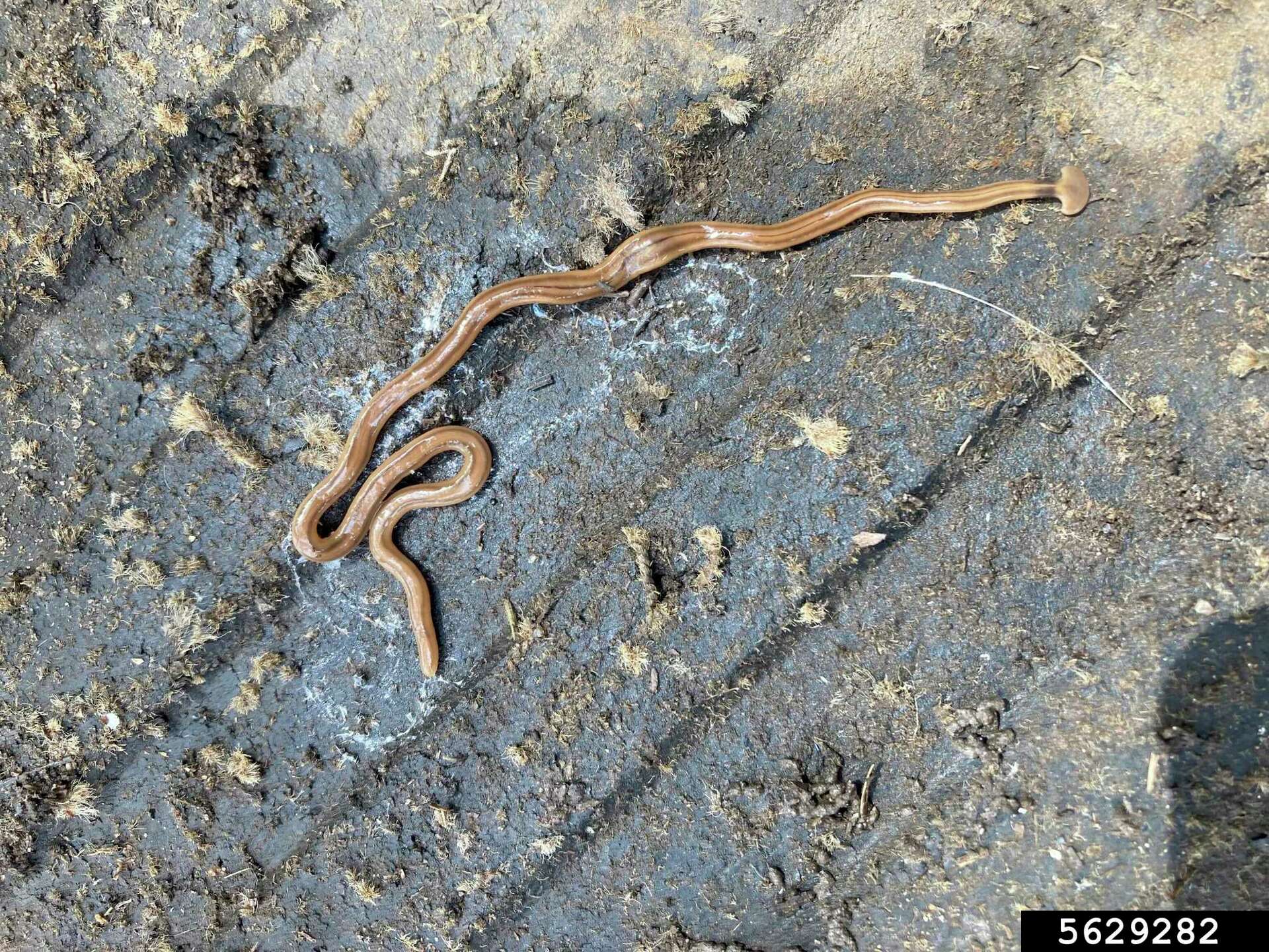 Toxic, invasive hammerhead flatworms resurfacing due to heavy rainfall