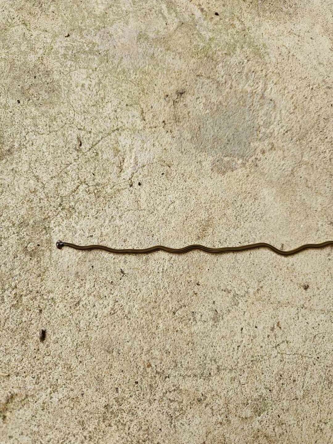 Hammerhead worms in Texas: Toxic invader returns after heavy rains