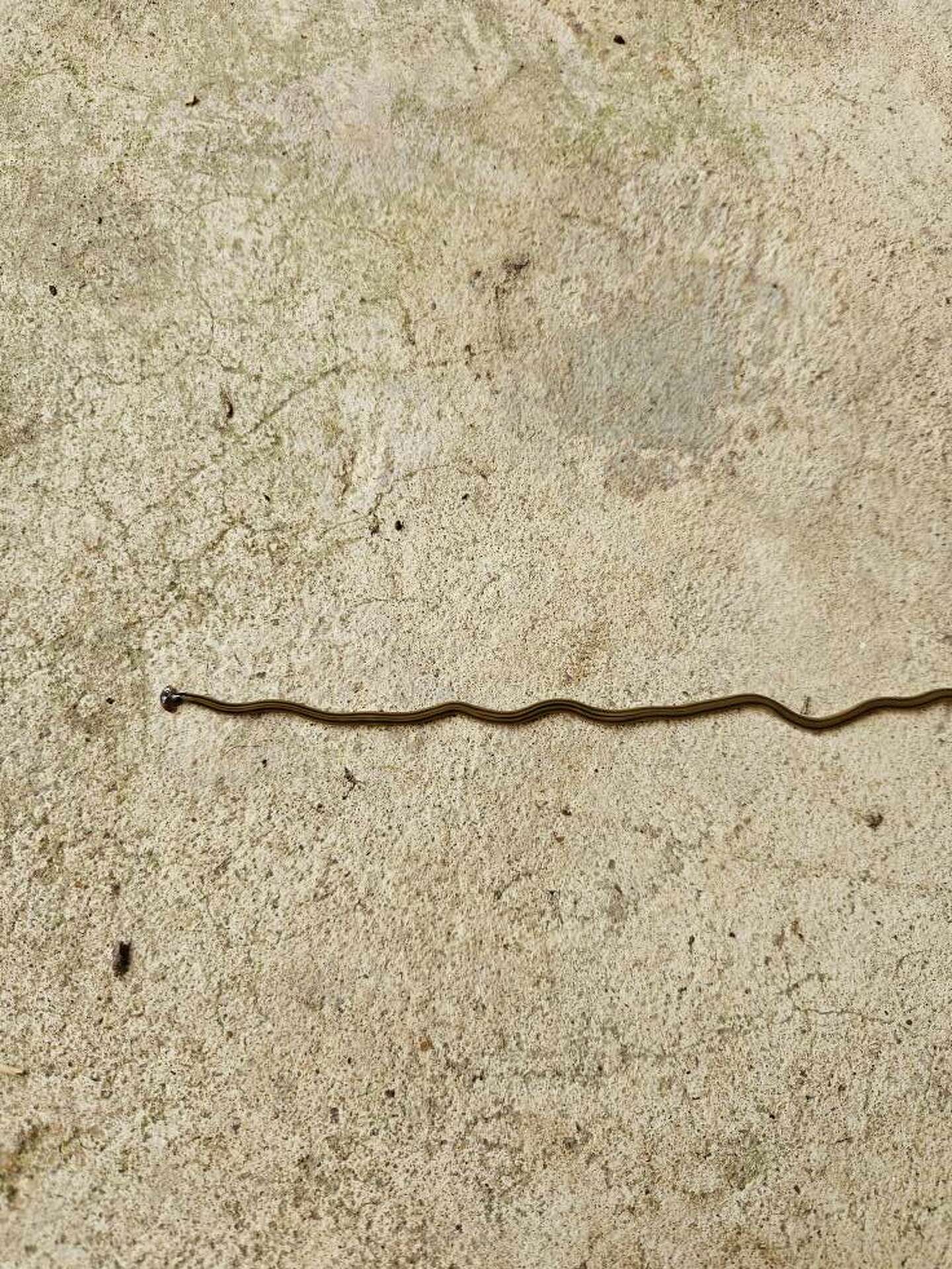 Hammerhead worms in Texas: Toxic invader returns after heavy rains