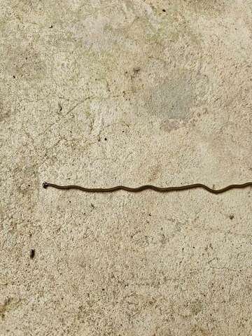 Hammerhead worms in Texas: Toxic invader returns after heavy rains