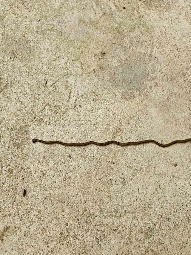 Hammerhead worms in Texas: Toxic invader returns after heavy rains