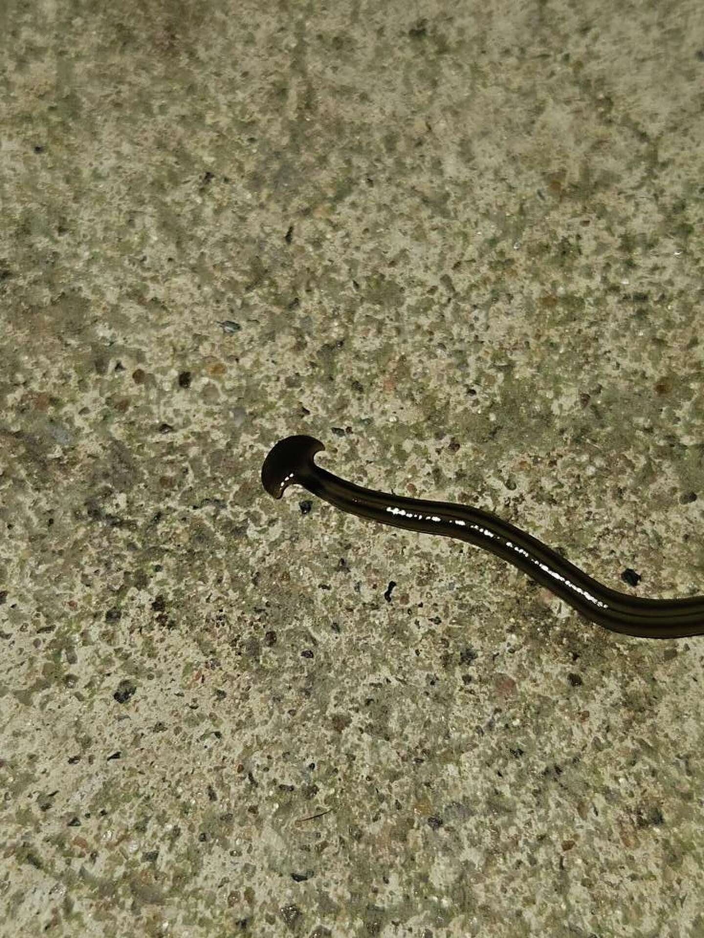 Hammerhead worms in Texas: Toxic invader returns after heavy rains