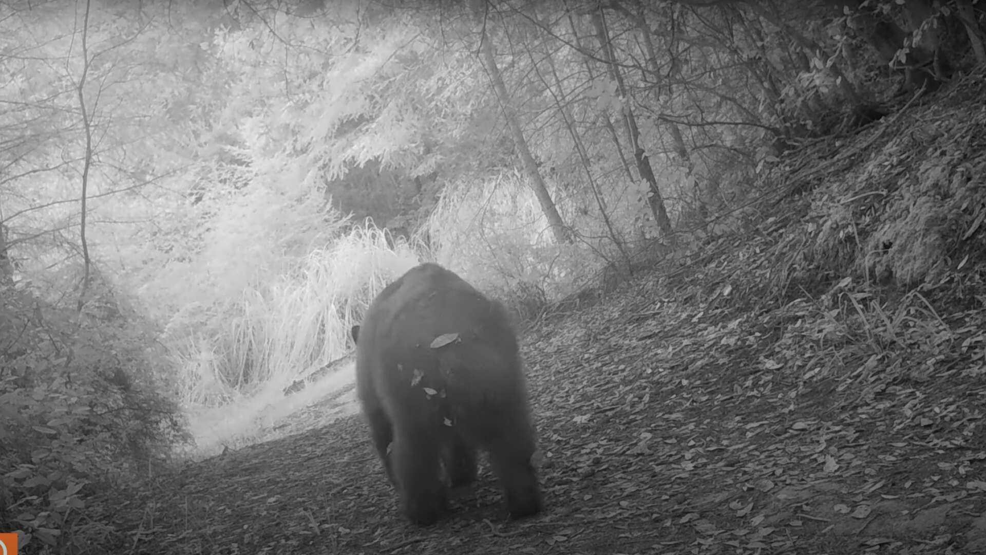 'Really active period': Bear sightings are on the rise in the Bay Area